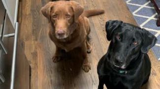 In Home Pet Services Pet Sitting, Dog Walking & In Home Boarding